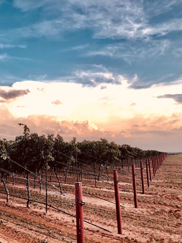 Our Vineyards - Farmhouse Vineyards LLC