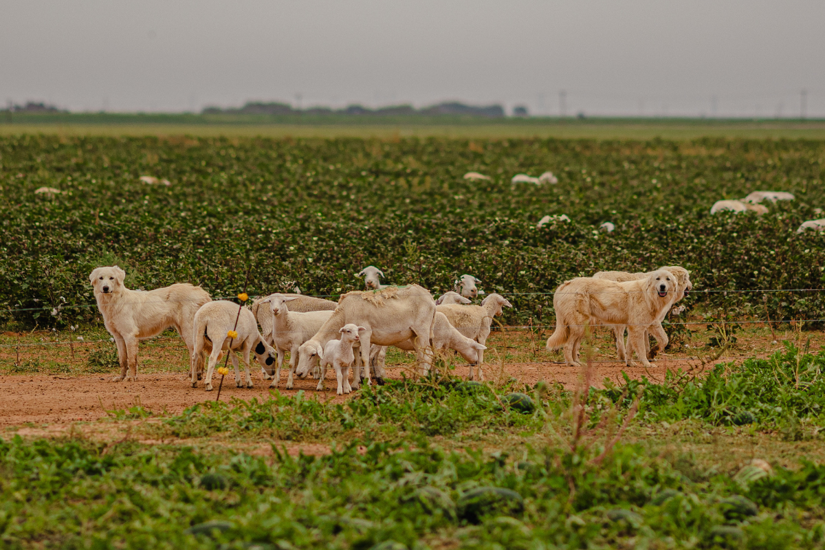 Dorper Sheep & Livestock Guard Dogs - Farmhouse Vineyards LLC